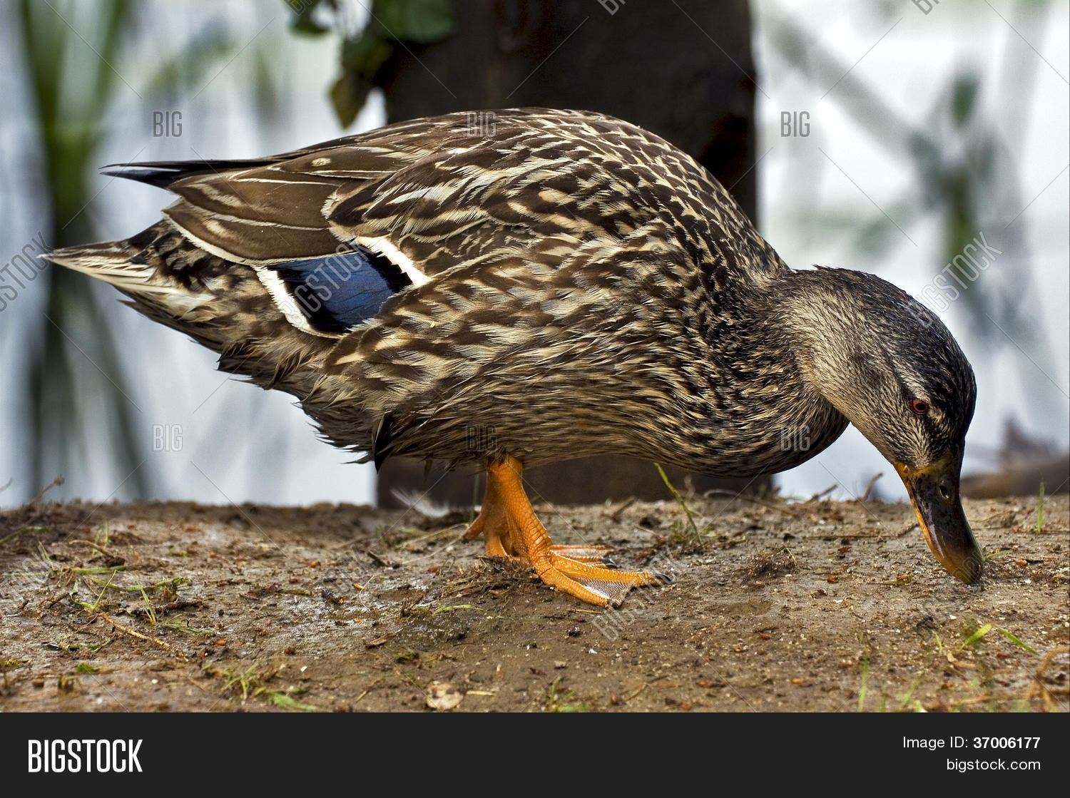 Duck Eating Earth Image & Photo (Free Trial) | Bigstock