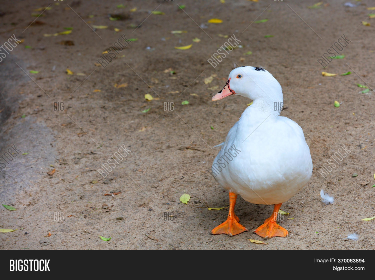 White Duck Elegantly Image & Photo (Free Trial) | Bigstock