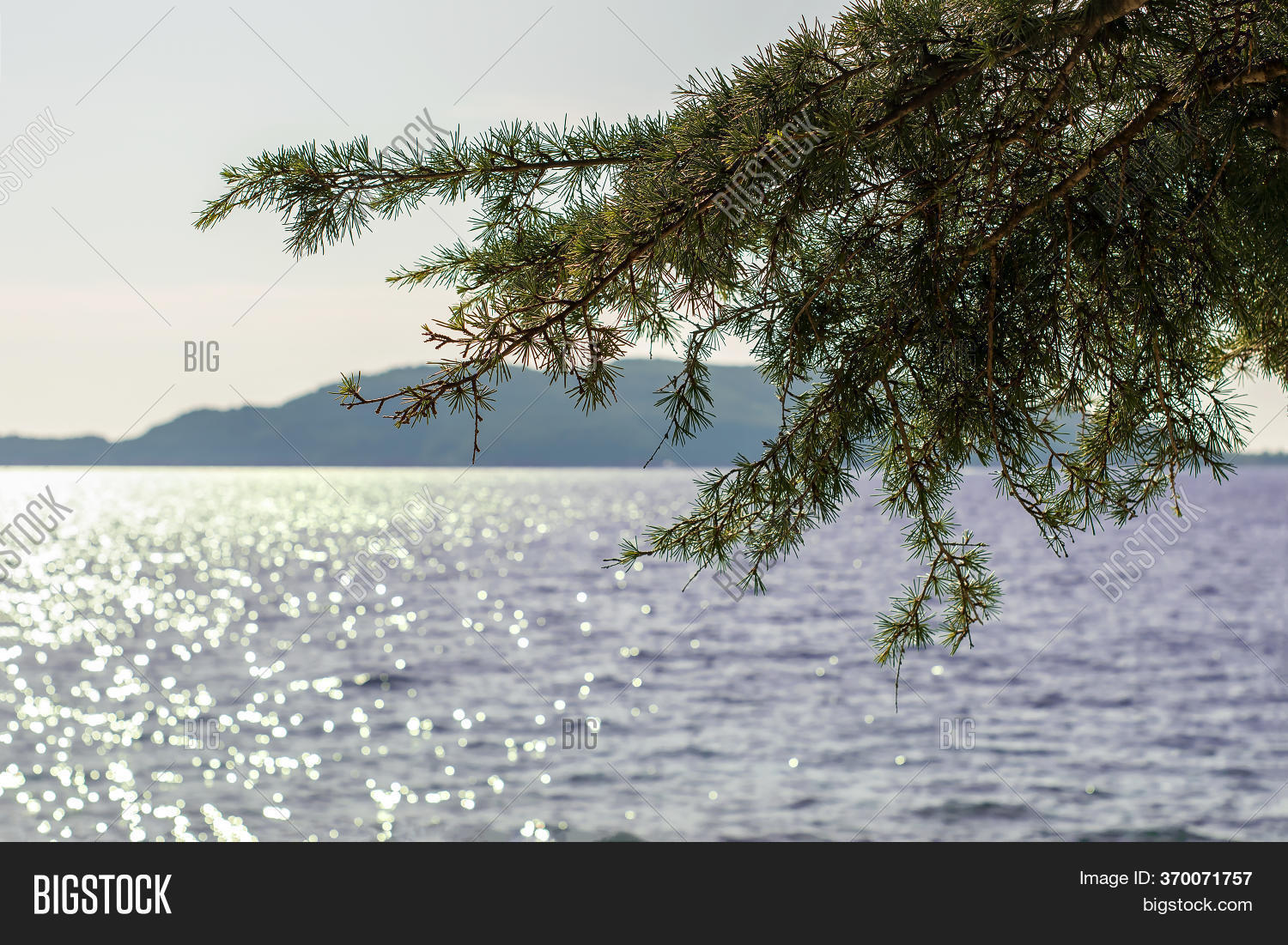 Mediterranean Pine On Image & Photo (Free Trial) | Bigstock
