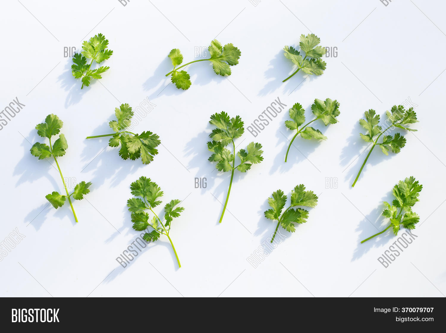 Fresh Coriander Leaves Image & Photo (Free Trial) | Bigstock