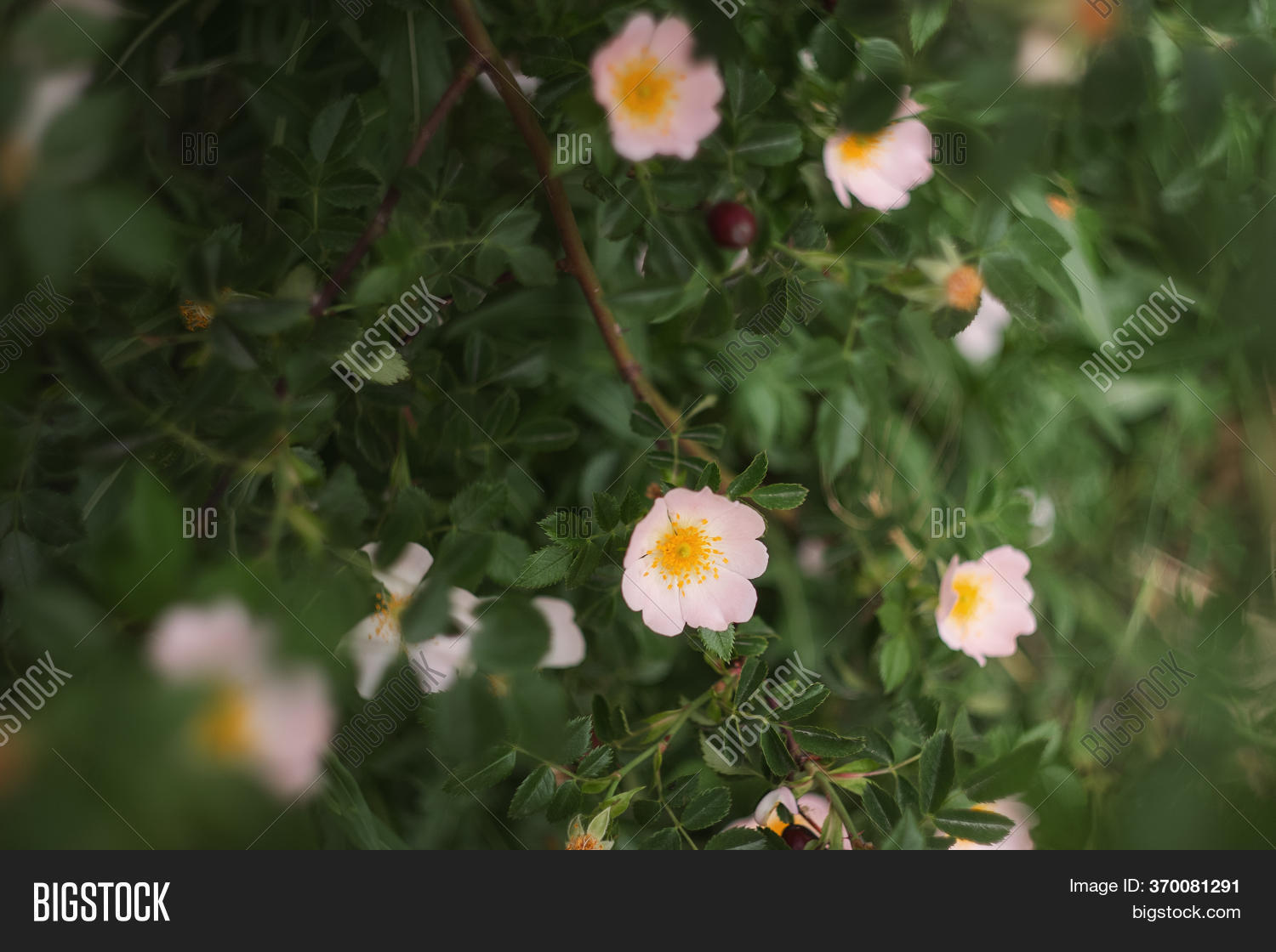 Wild Rose Bush Blooms Image & Photo (Free Trial) | Bigstock