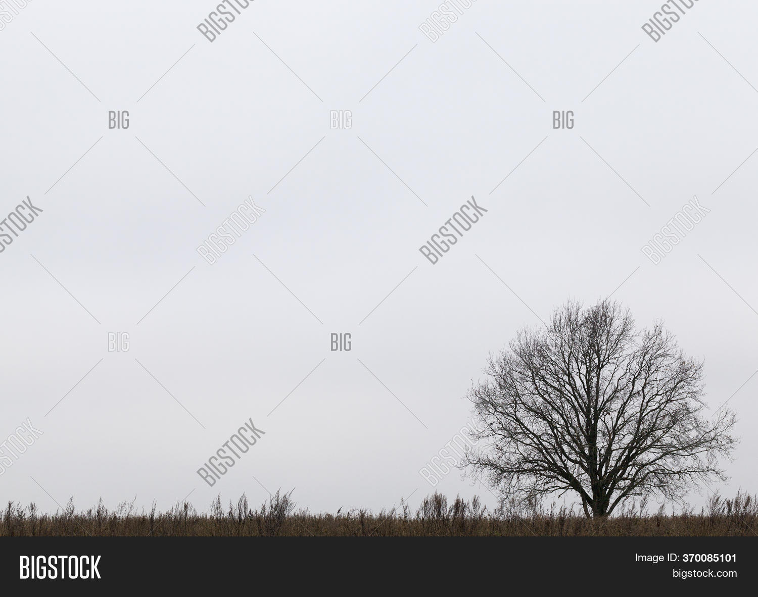 Growing On Hill One Image & Photo (Free Trial) | Bigstock