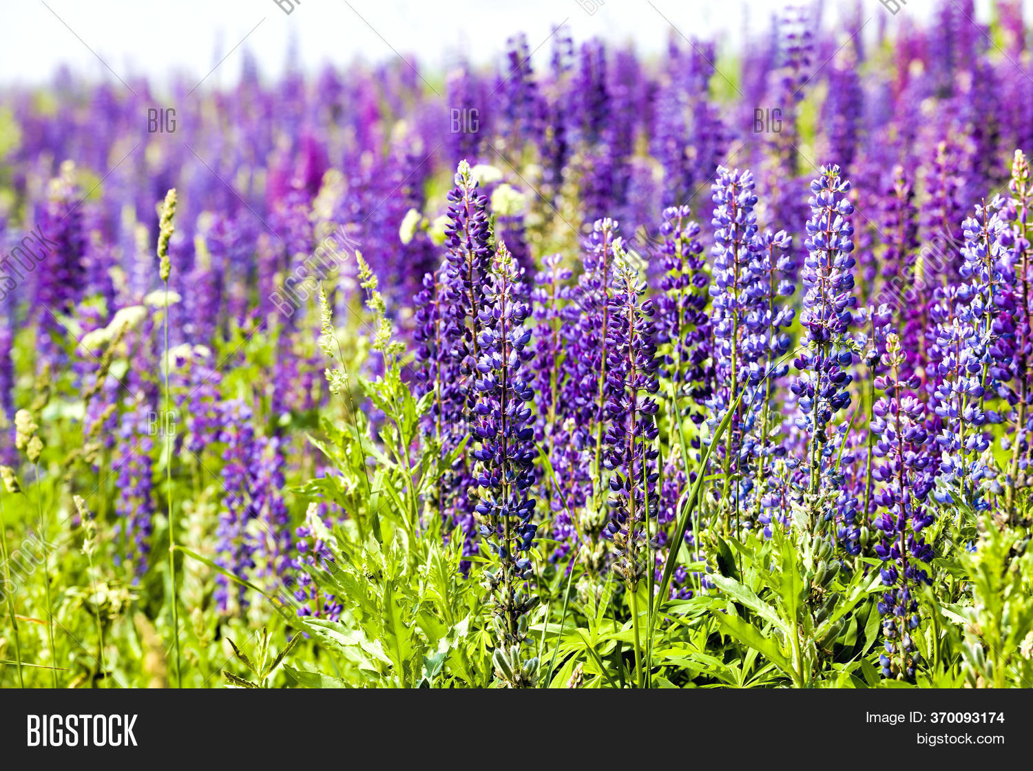 Photo Blue Lupins Image & Photo (Free Trial) | Bigstock