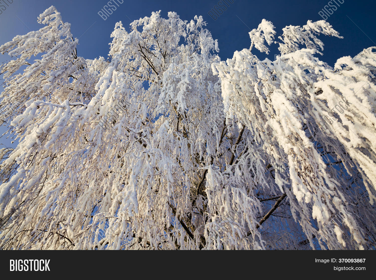 Long Thin Birch Tree Image & Photo (Free Trial) | Bigstock