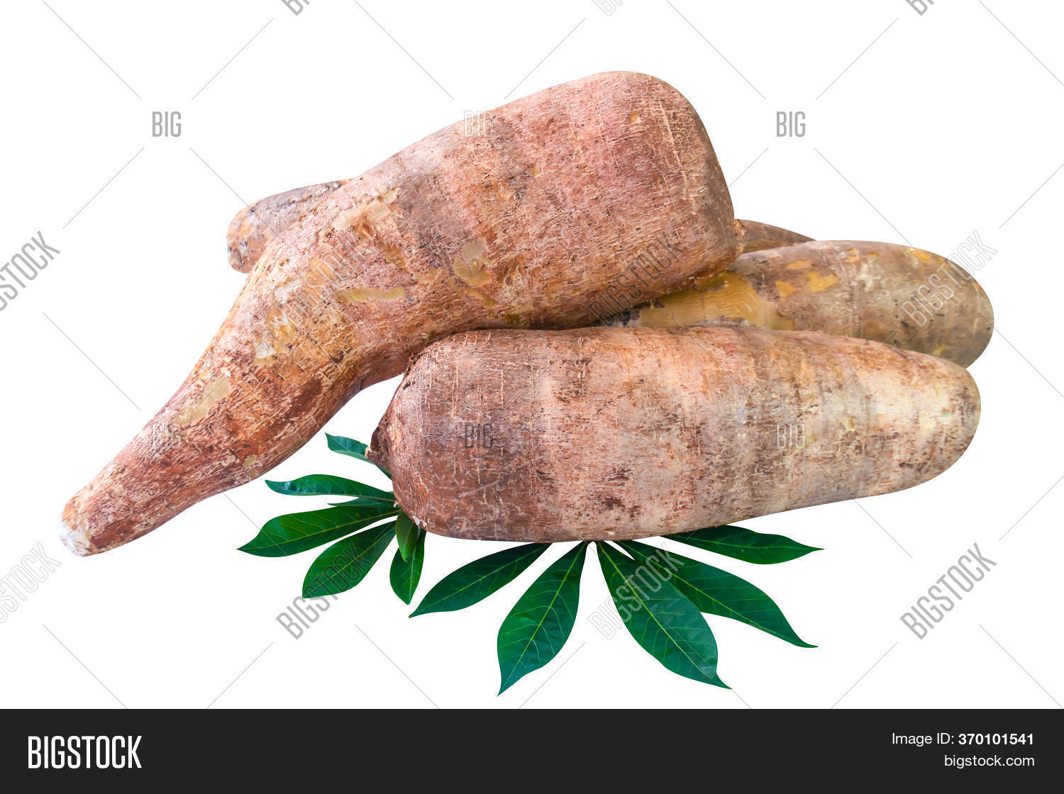 Cassava Tubers Fresh Image & Photo (Free Trial) | Bigstock