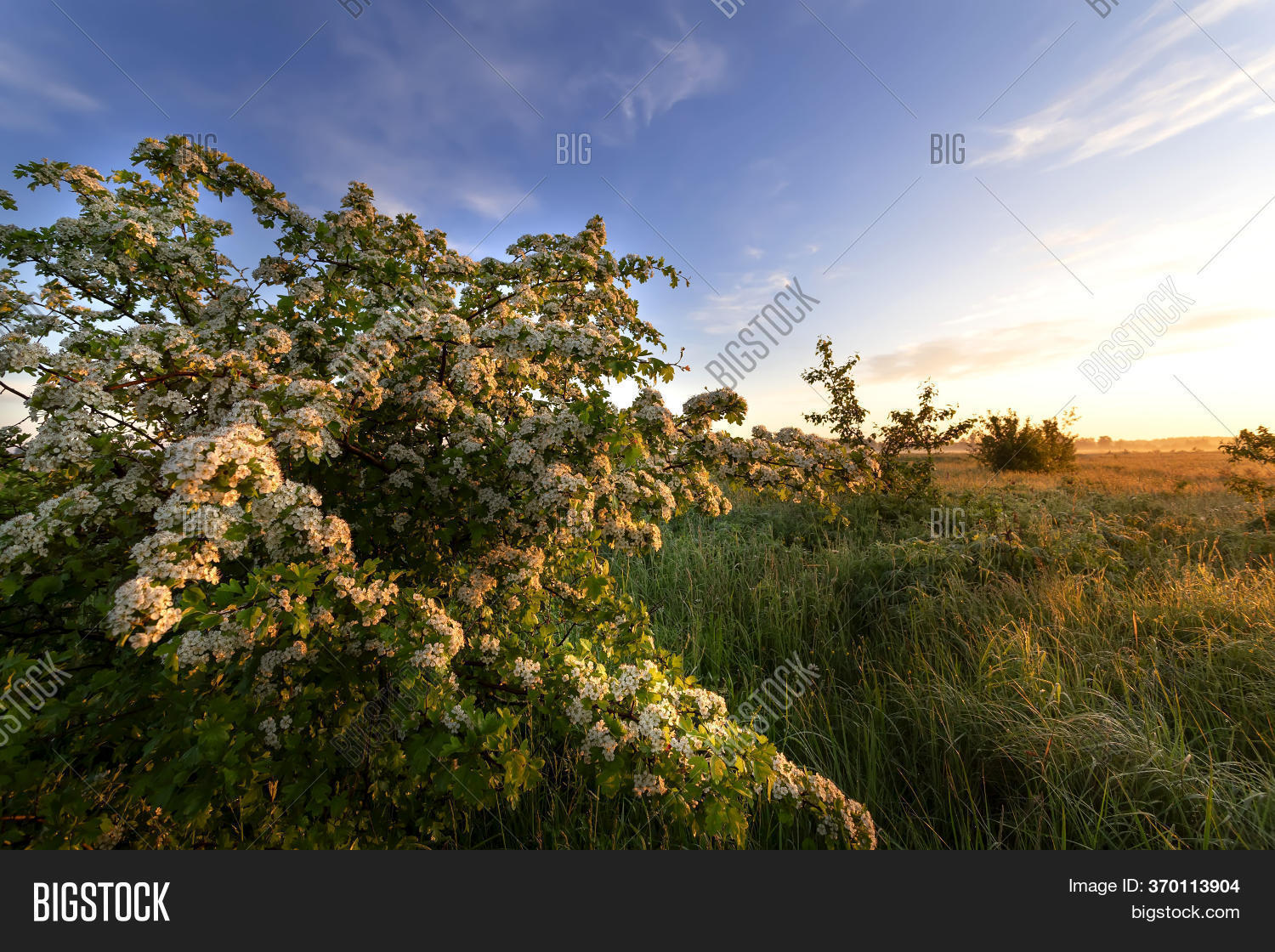 Beautiful Summer Image & Photo (Free Trial) | Bigstock