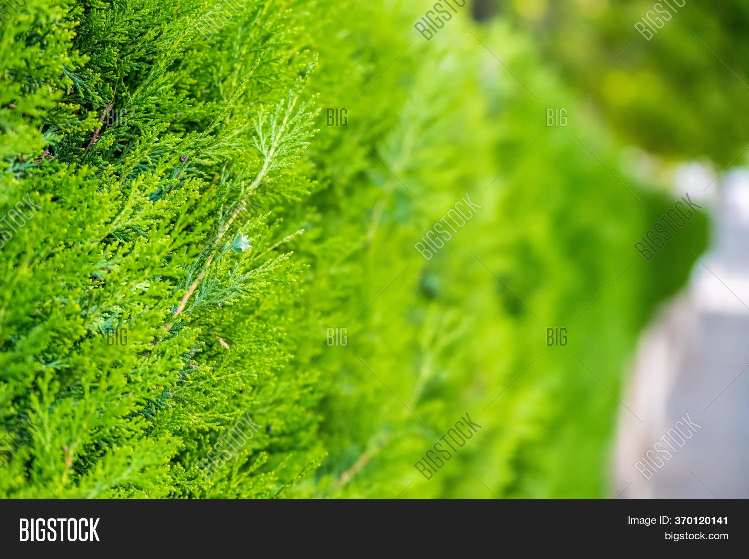 Green Hedge Thuja Image & Photo (Free Trial) | Bigstock