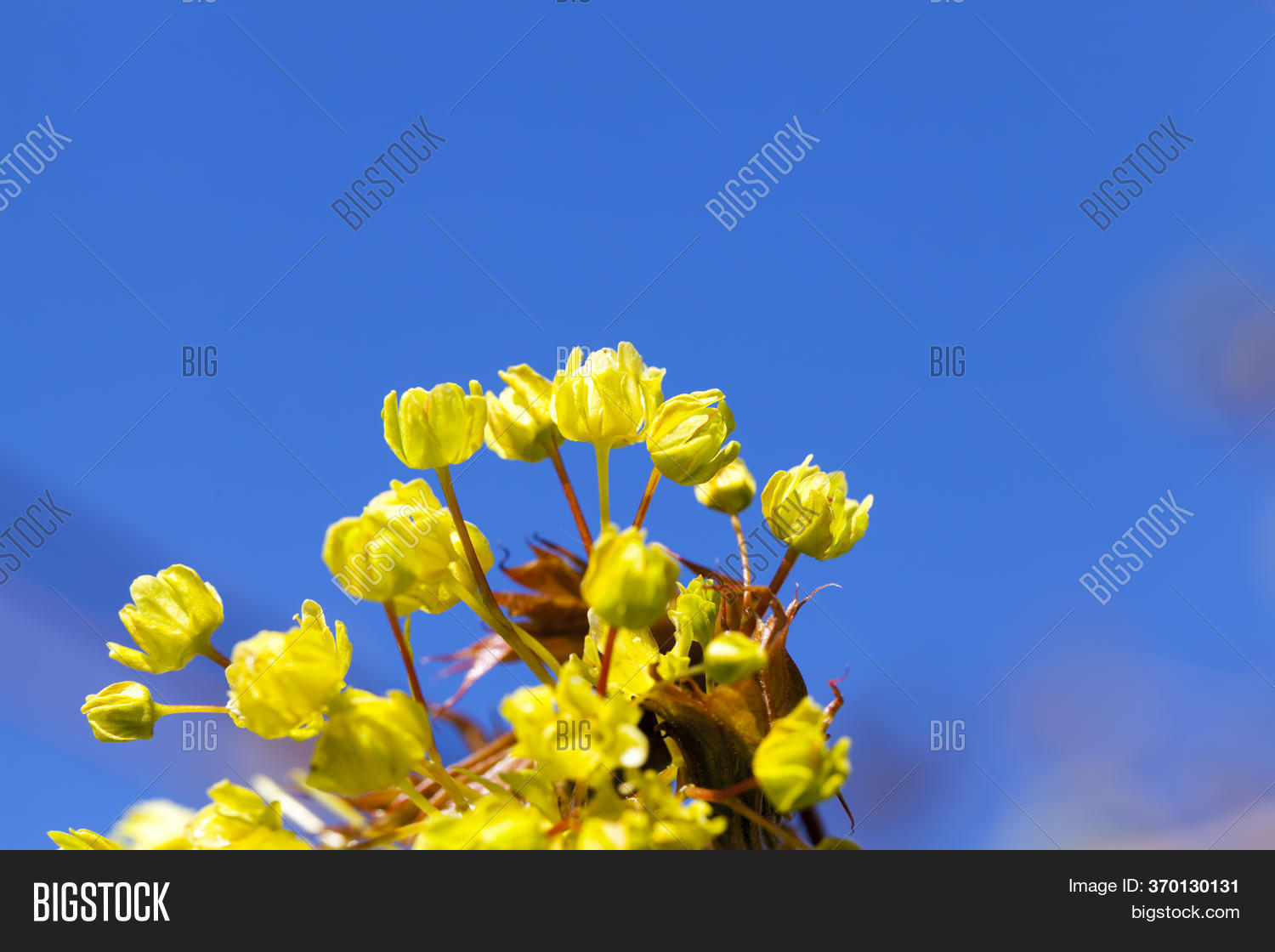 Beautiful Maple Tree Image & Photo (Free Trial) | Bigstock