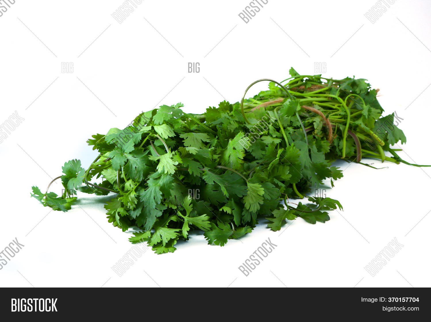 Cilantro Coriander Image & Photo (Free Trial) | Bigstock