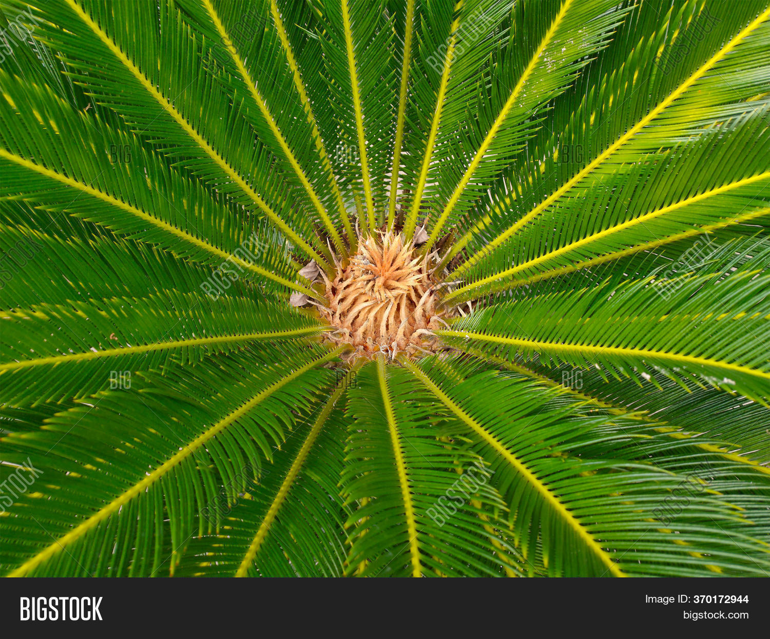 Close Center Cycas Image & Photo (Free Trial) | Bigstock