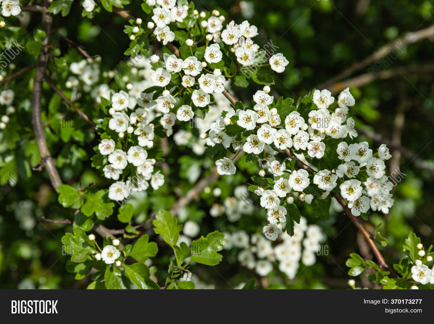Spring Bush White Image & Photo (Free Trial) | Bigstock