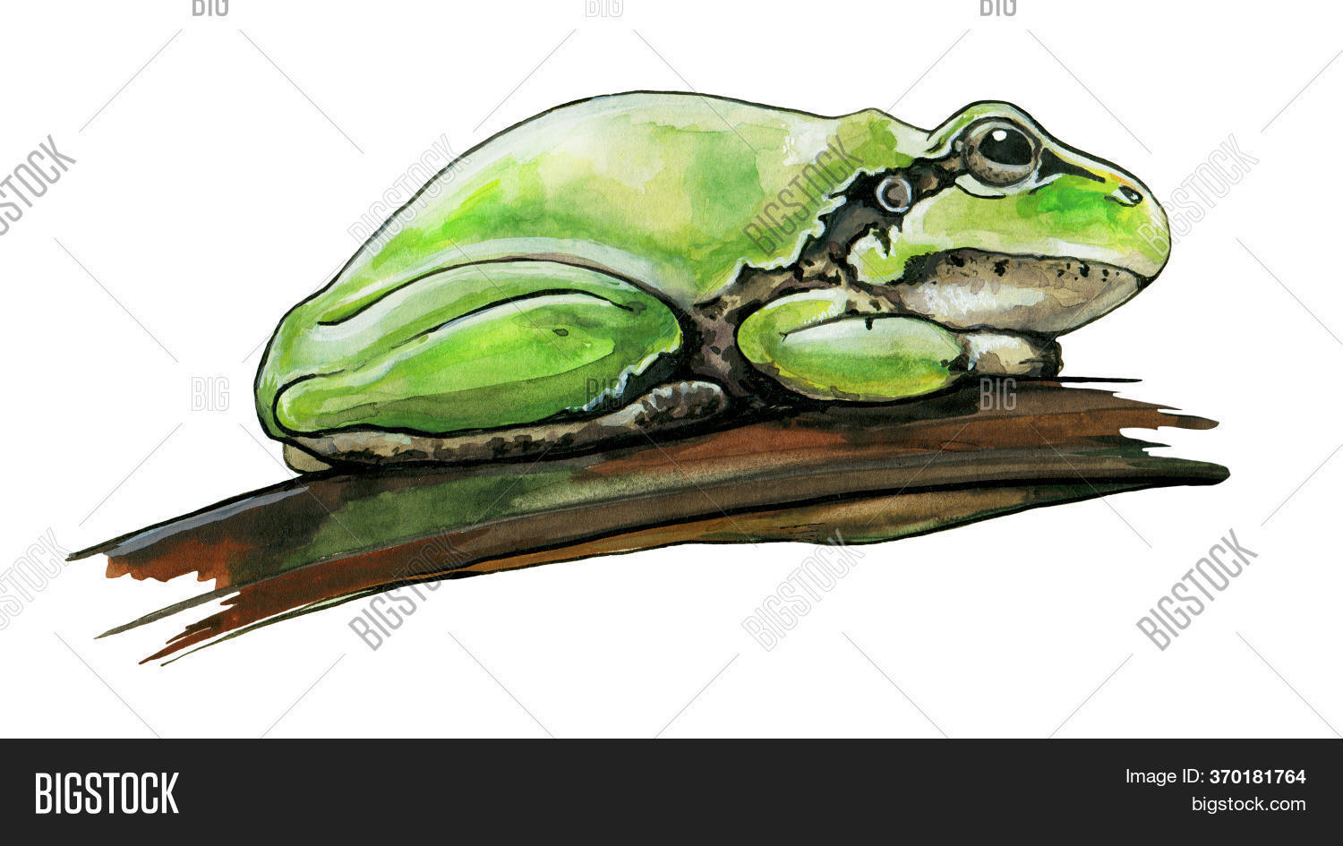 Green Tree Frog Image & Photo (Free Trial) | Bigstock