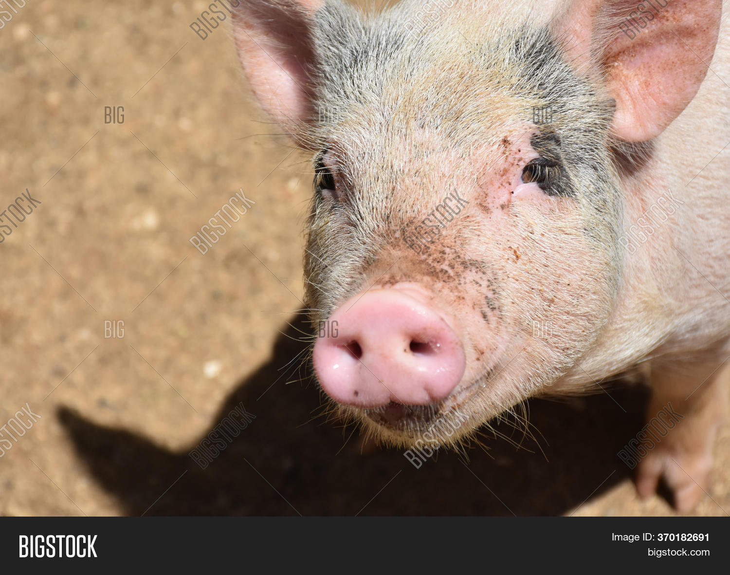 Pig Wet Wiggly Pink Image & Photo (Free Trial) | Bigstock