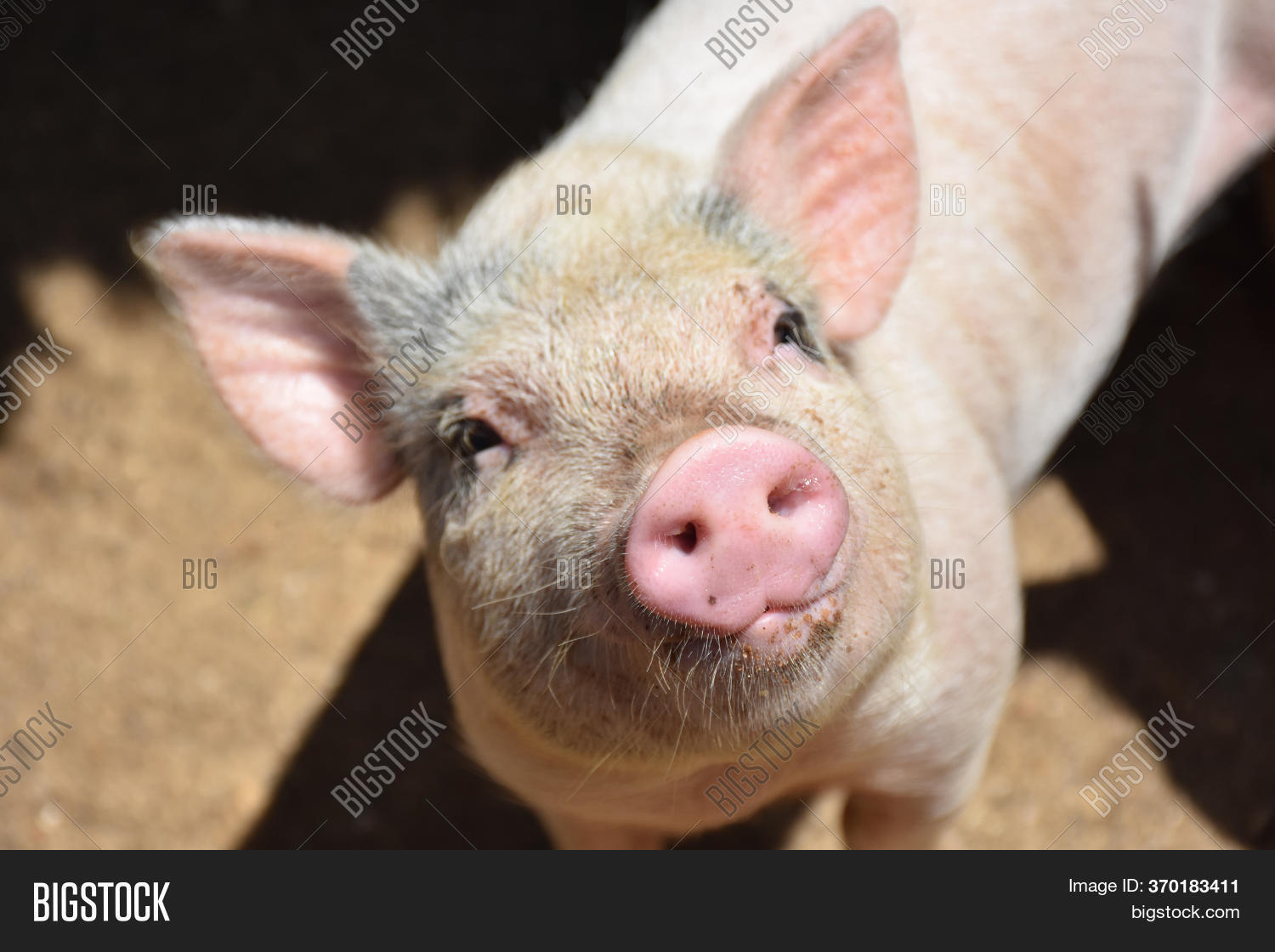 Very Sweet Pig Pink Image & Photo (Free Trial) | Bigstock