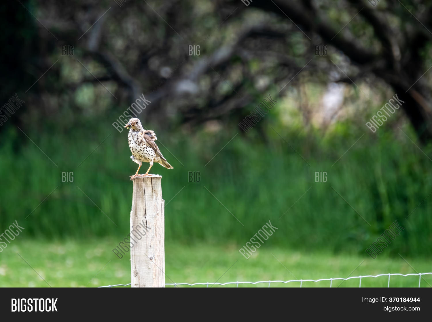 Kestrel Catching Worms Image & Photo (Free Trial) | Bigstock
