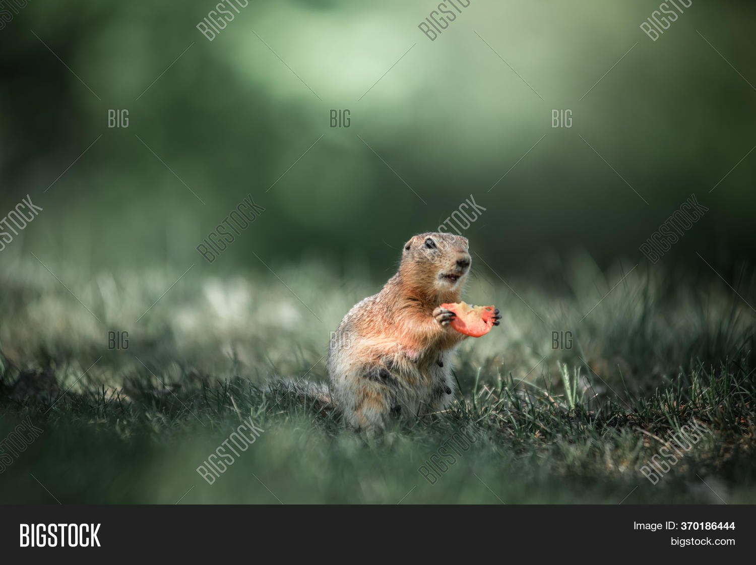 Gopher Standing Green Image & Photo (Free Trial) | Bigstock