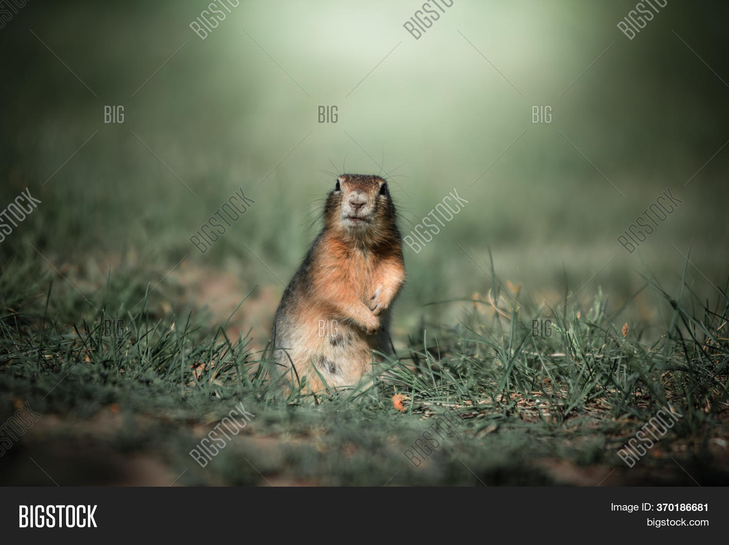Gopher Standing Green Image & Photo (Free Trial) | Bigstock