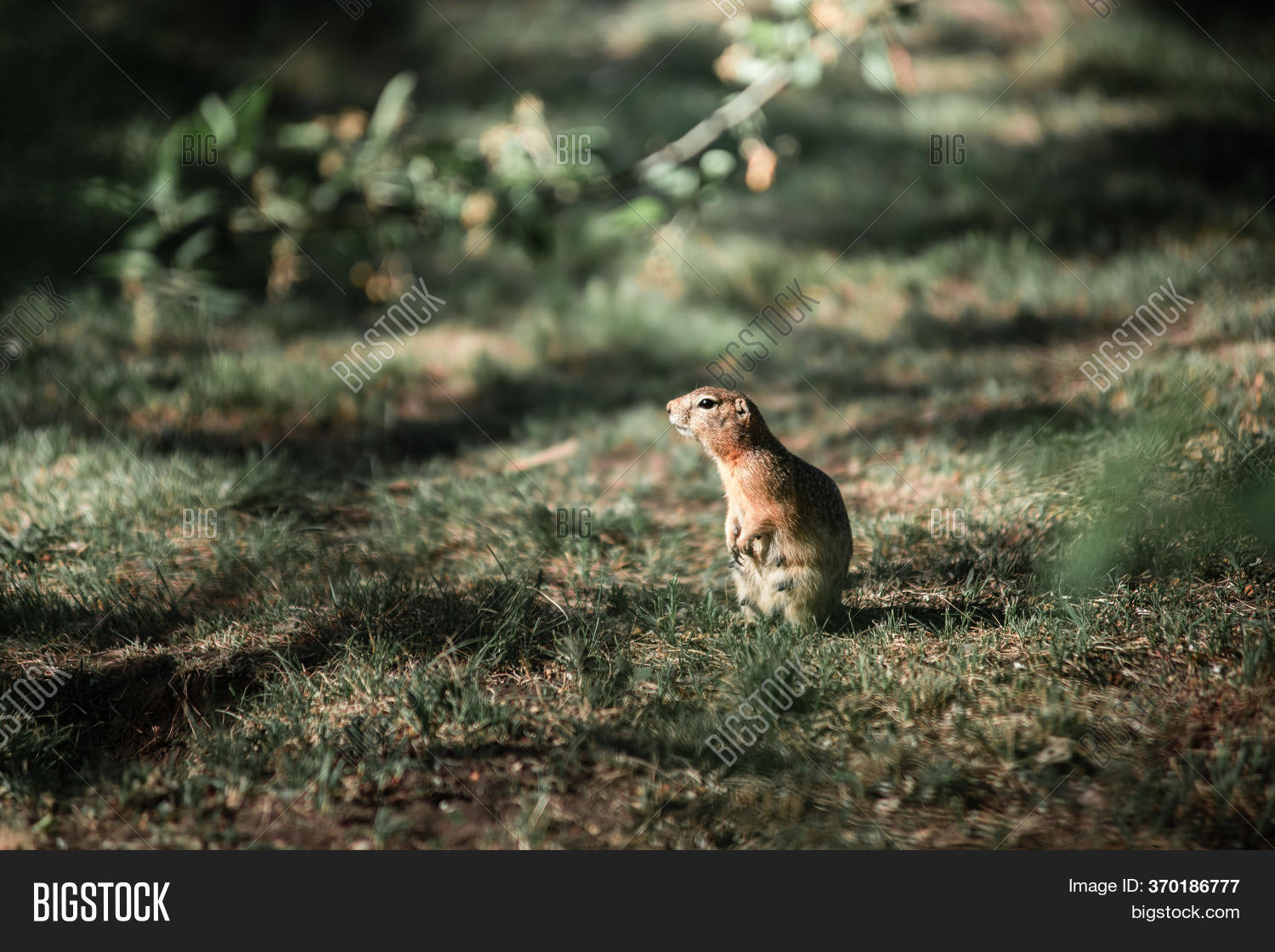 Gopher Standing Green Image & Photo (Free Trial) | Bigstock