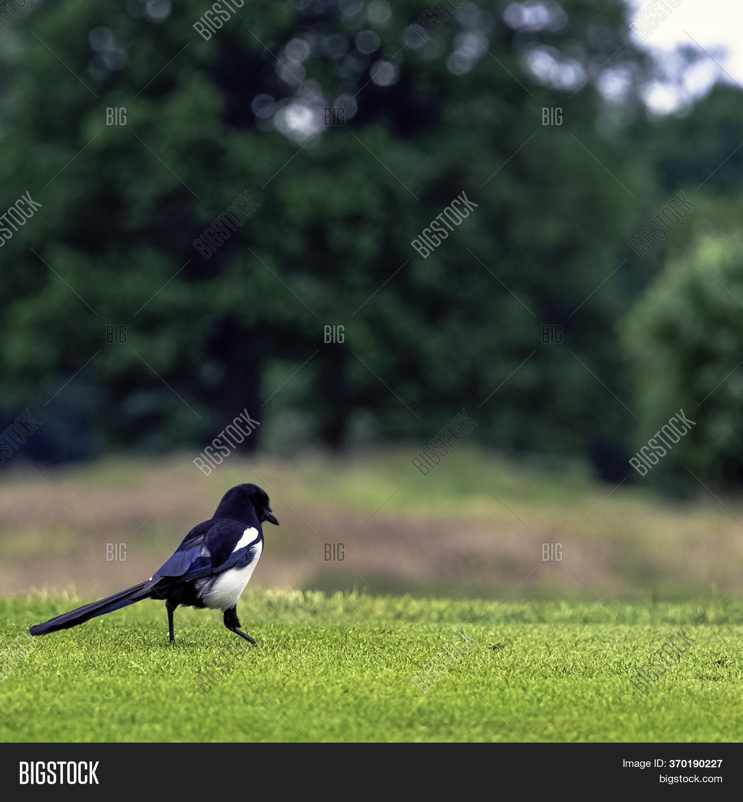 Pica Pica Known Image & Photo (Free Trial) | Bigstock