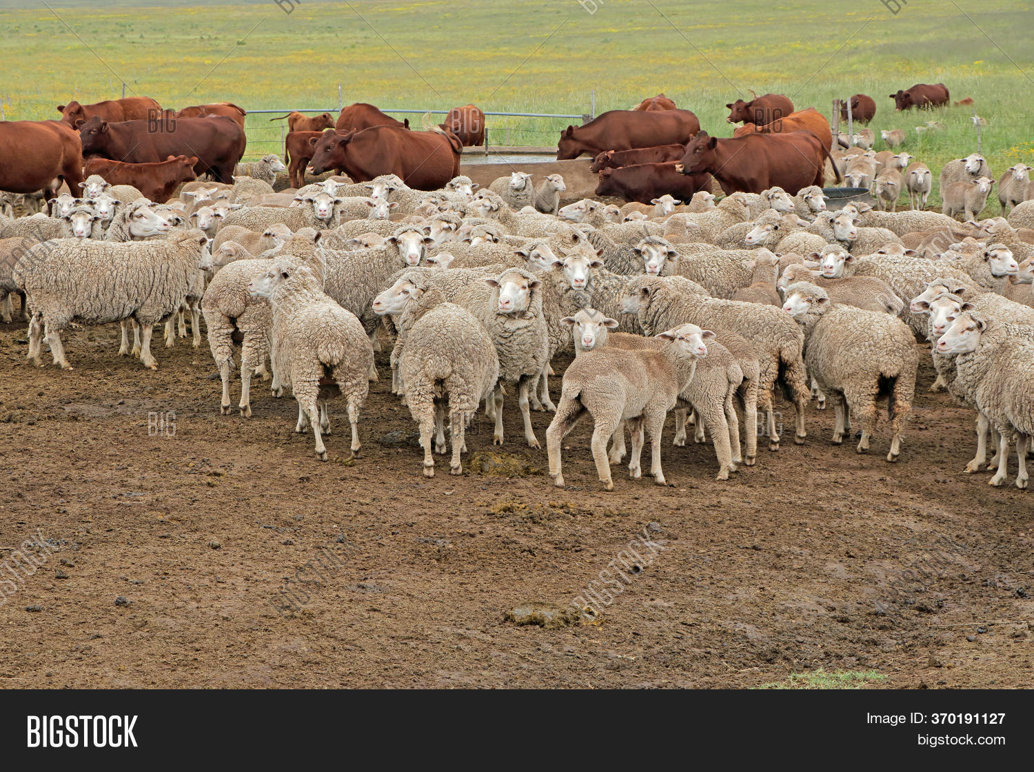 Free-range Merino Image & Photo (Free Trial) | Bigstock