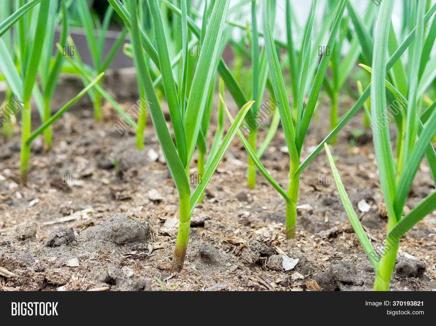 Sprouts Garlic Grow On Image & Photo (Free Trial) | Bigstock