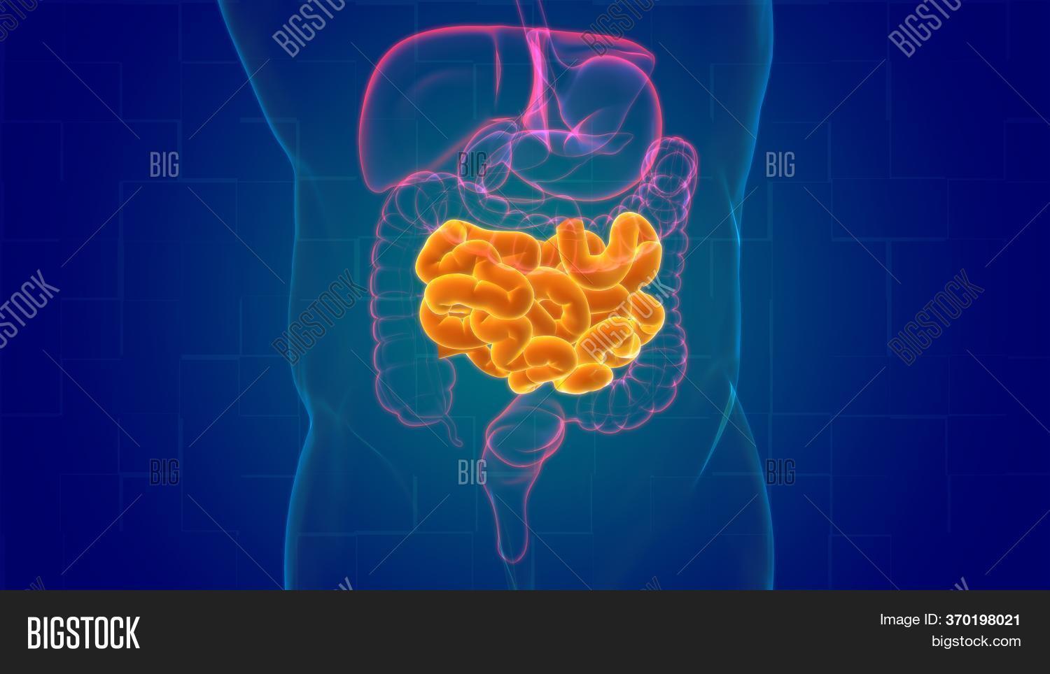 Small Intestine 3d Image & Photo (Free Trial) | Bigstock