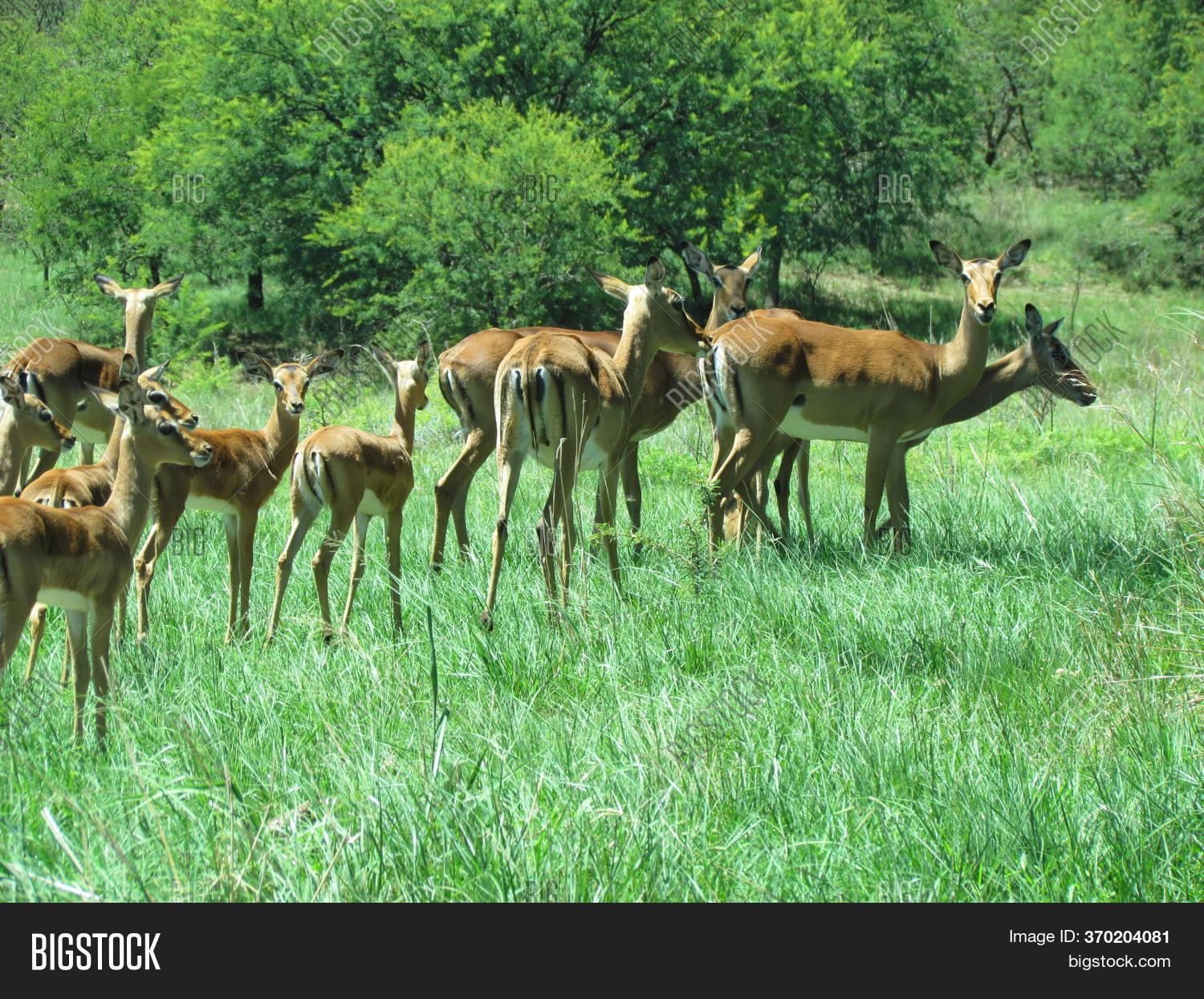 Impala Buck Their Image & Photo (Free Trial) | Bigstock