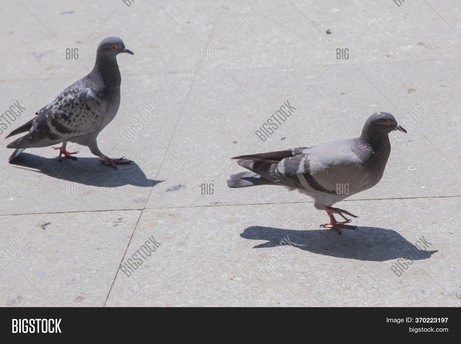 Pigeon Walking On Image & Photo (Free Trial) | Bigstock