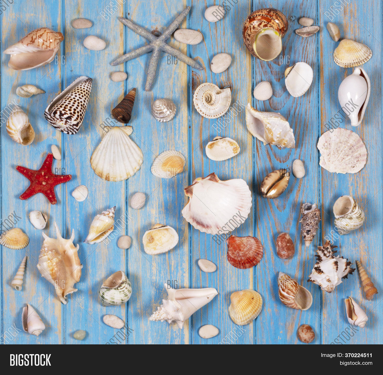 Background Seashells Image & Photo (Free Trial) | Bigstock