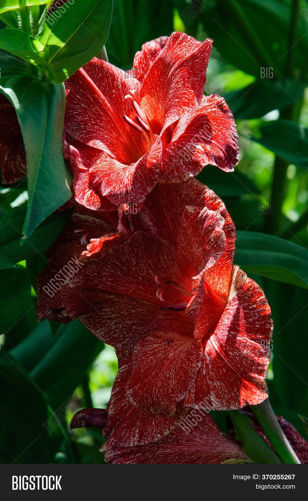 Red Flower Gladiolus Image & Photo (Free Trial) | Bigstock
