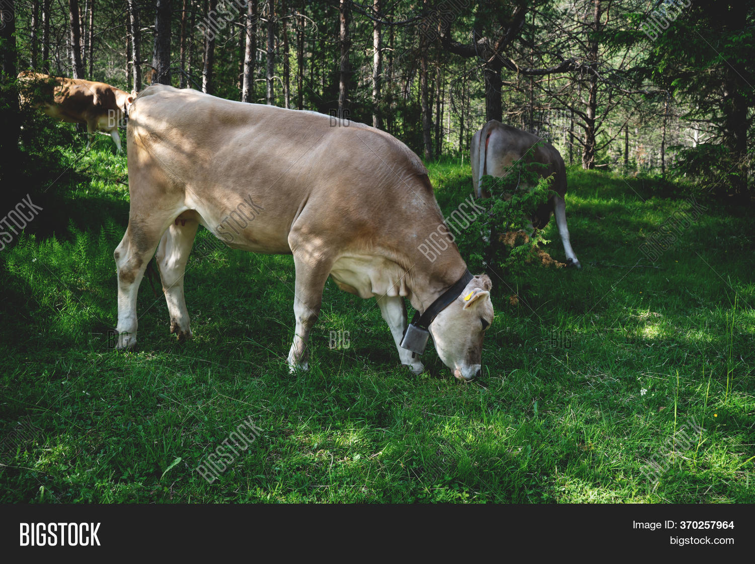 Cows Grazing Sunny Image & Photo (Free Trial) | Bigstock