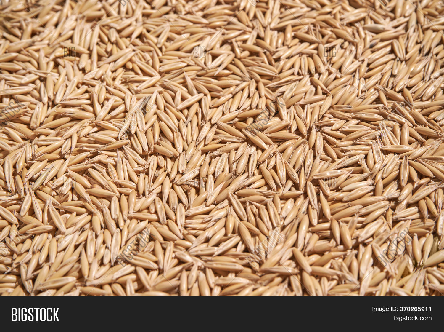 Oat Grain Texture. Image & Photo (Free Trial) | Bigstock