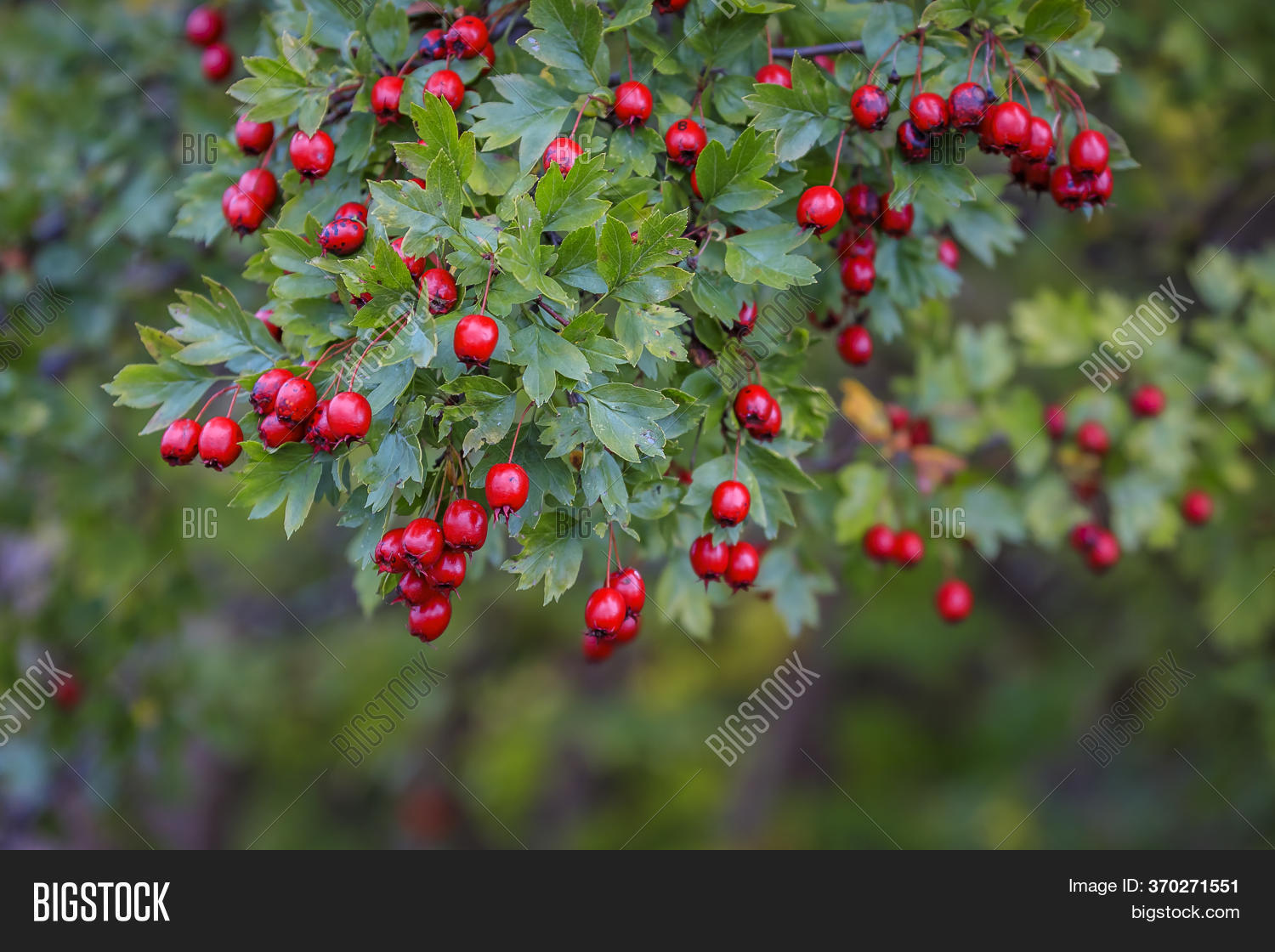 Branch Red Hawthorn Image & Photo (Free Trial) | Bigstock