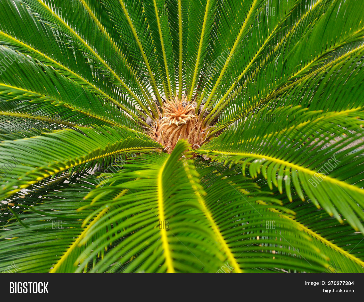 Close Center Cycas Image & Photo (Free Trial) | Bigstock