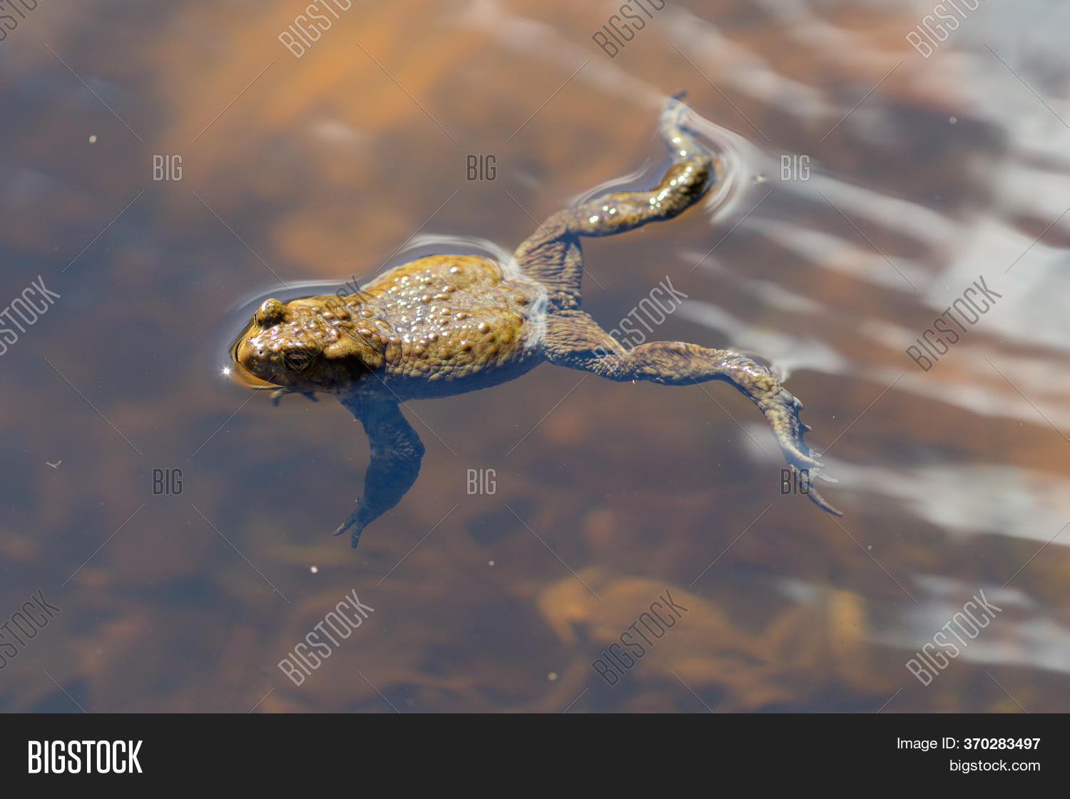 Toad Swimming Water On Image & Photo (Free Trial) | Bigstock