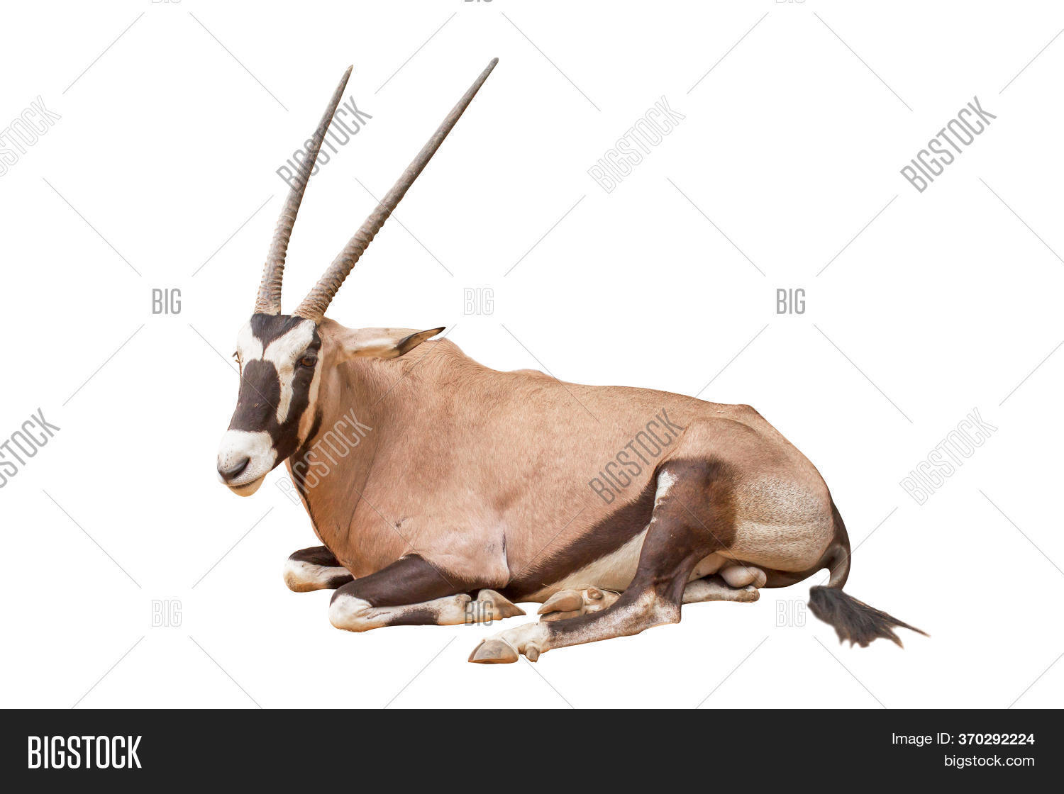 Wild Arabian Oryx Image & Photo (Free Trial) | Bigstock