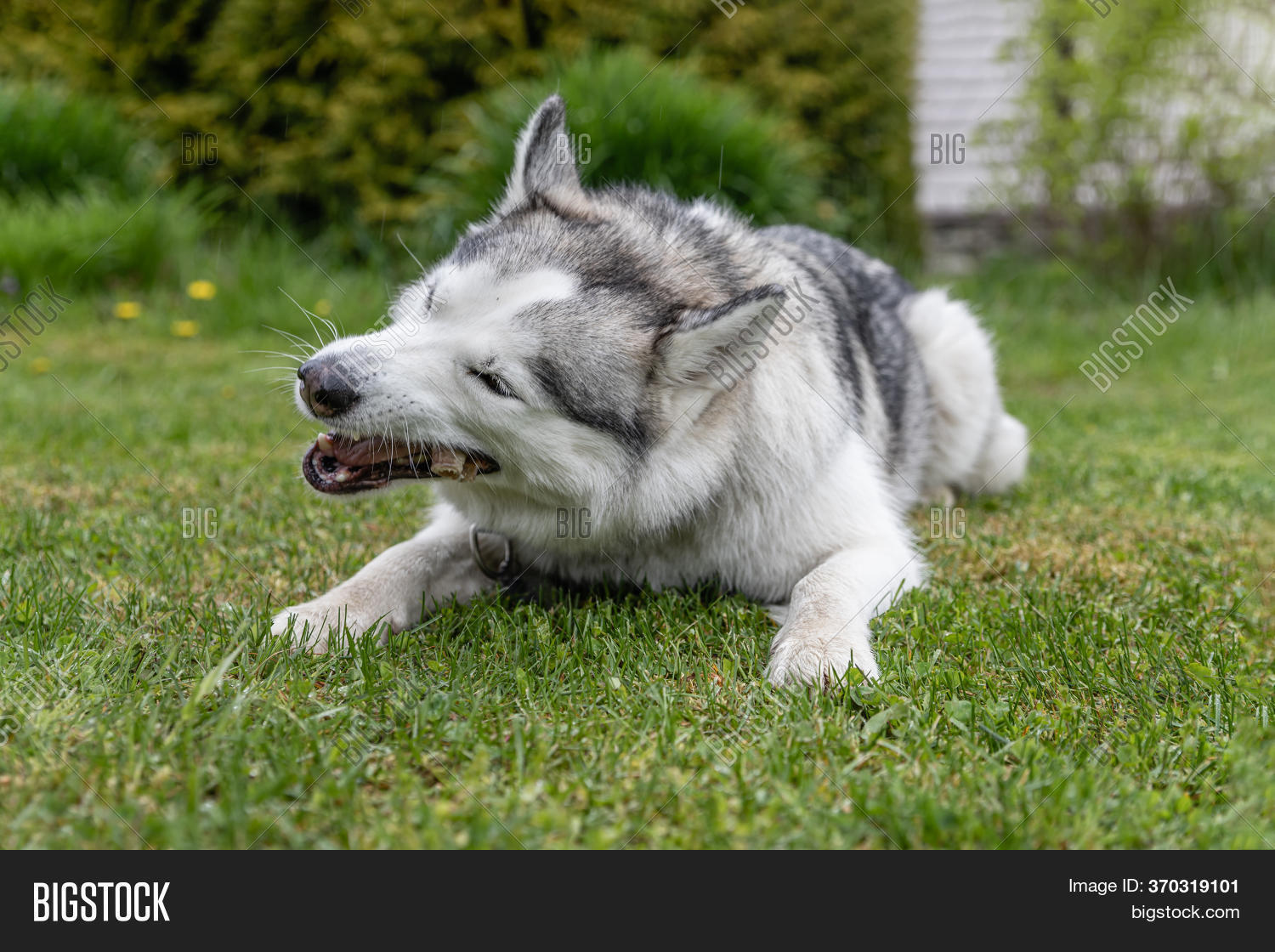 Husky Dog Nibbles Image & Photo (Free Trial) | Bigstock