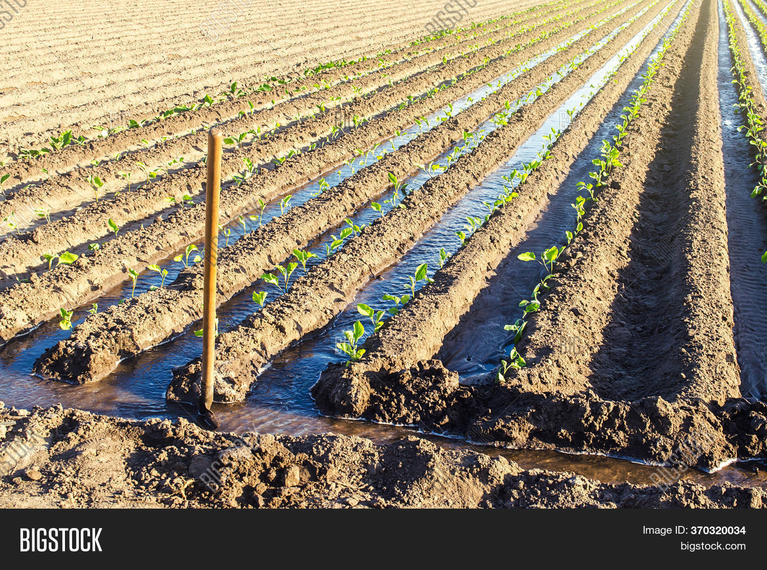 Watering Plantation Image & Photo (Free Trial) | Bigstock