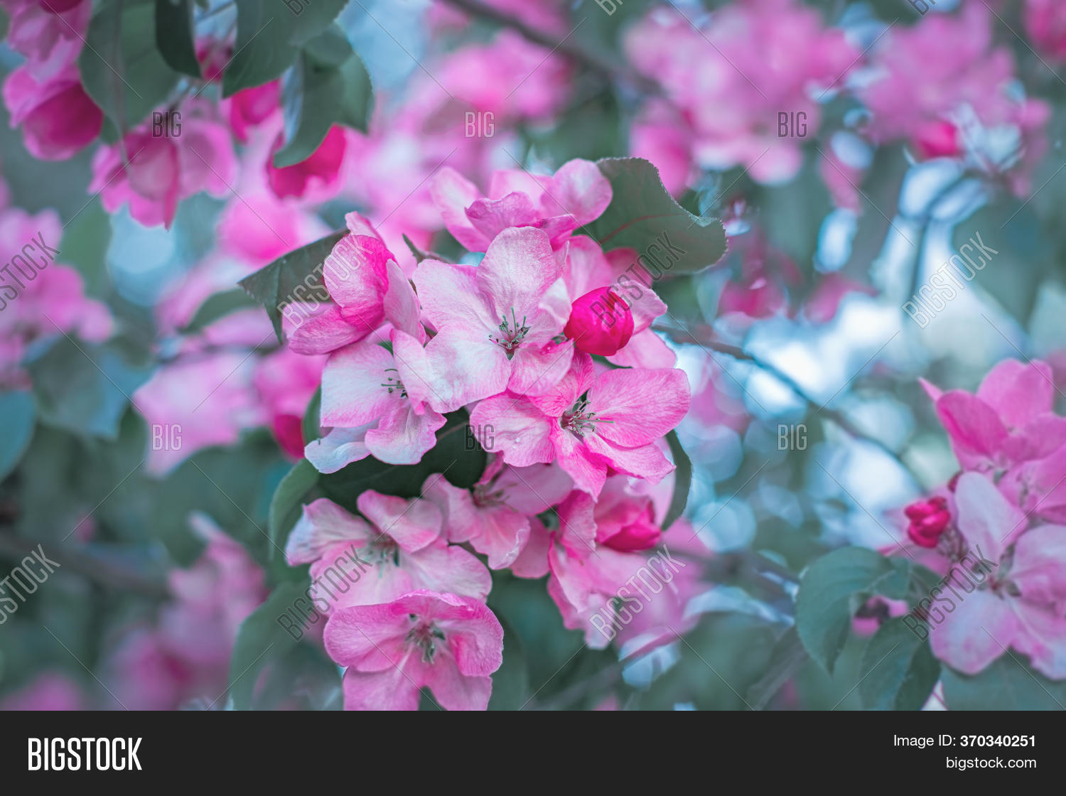 Blooming Fruit Tree, Image & Photo (Free Trial) | Bigstock