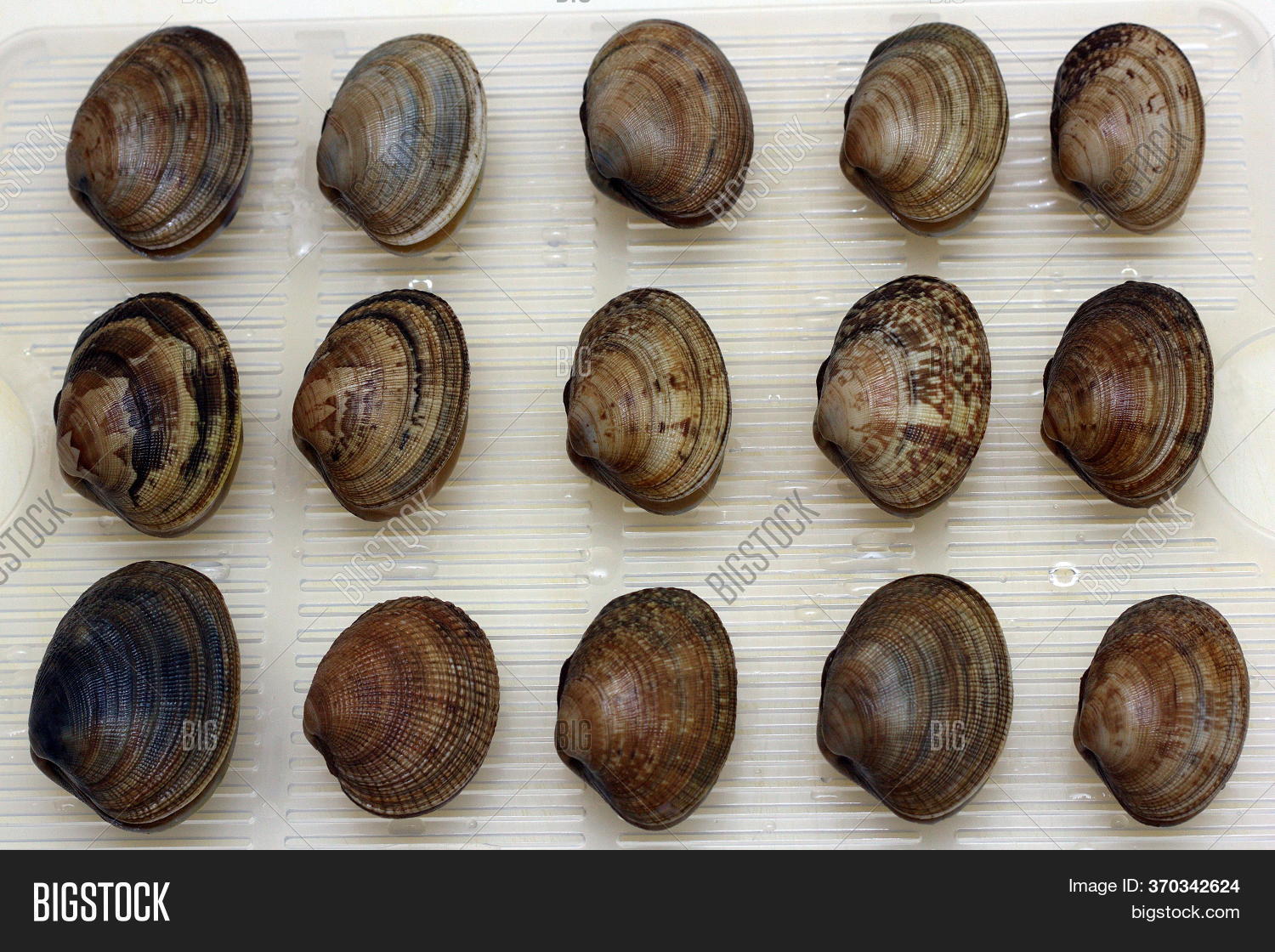 Fresh Raw Vongole Image & Photo (Free Trial) | Bigstock