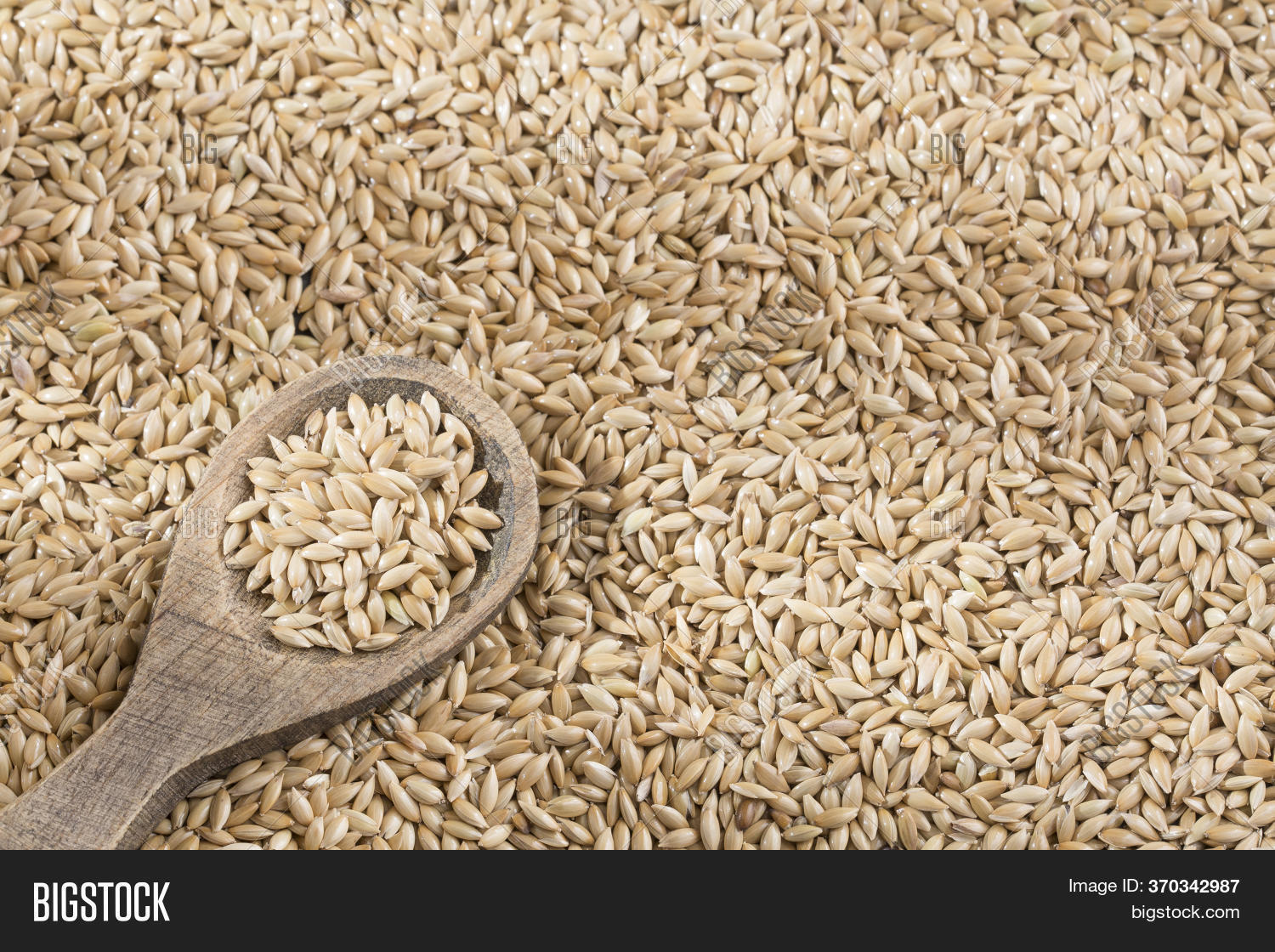 Canary Seed - Phalaris Image & Photo (Free Trial) | Bigstock