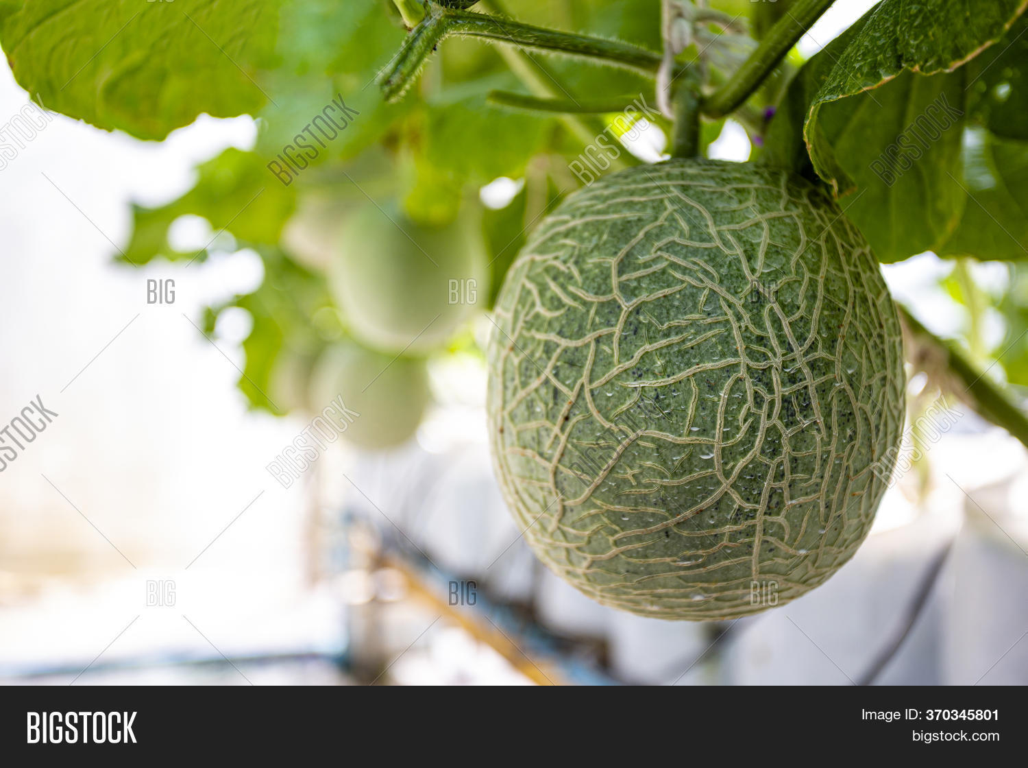 Fresh Melons Green Image & Photo (Free Trial) | Bigstock