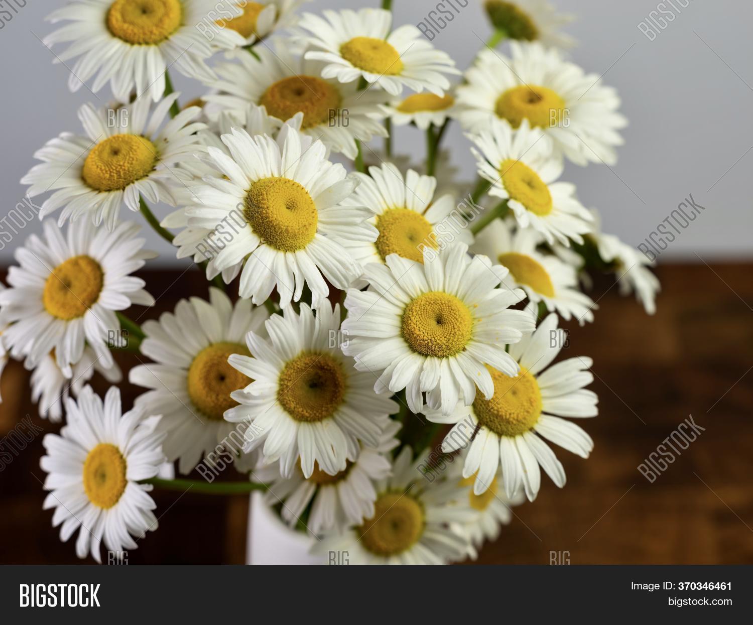 Fresh Cut Daisy Image & Photo (Free Trial) | Bigstock