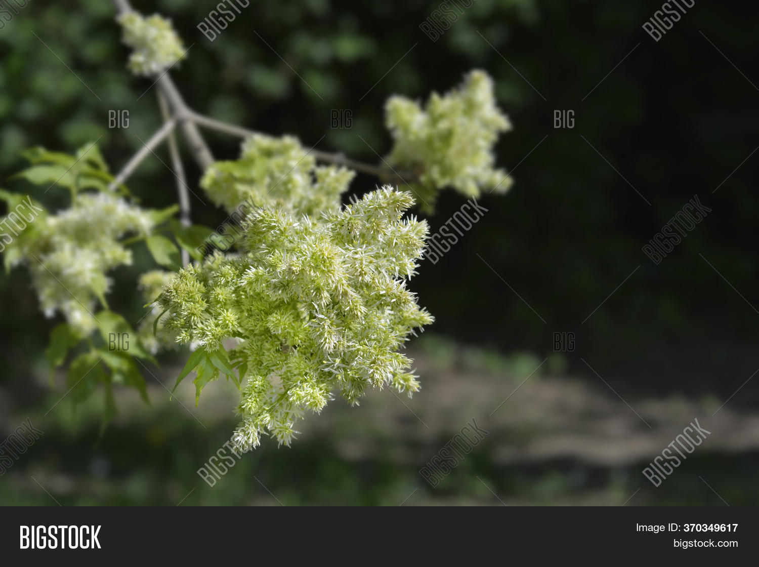 Flowering Ash - Latin Image & Photo (Free Trial) | Bigstock