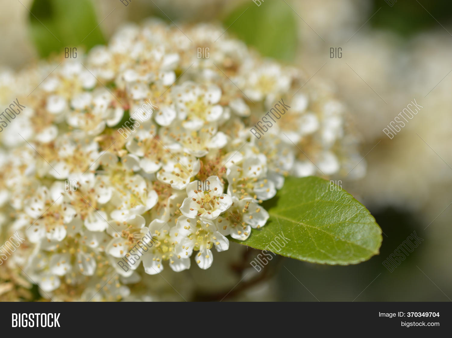 Scarlet Firethorn Image & Photo (Free Trial) | Bigstock