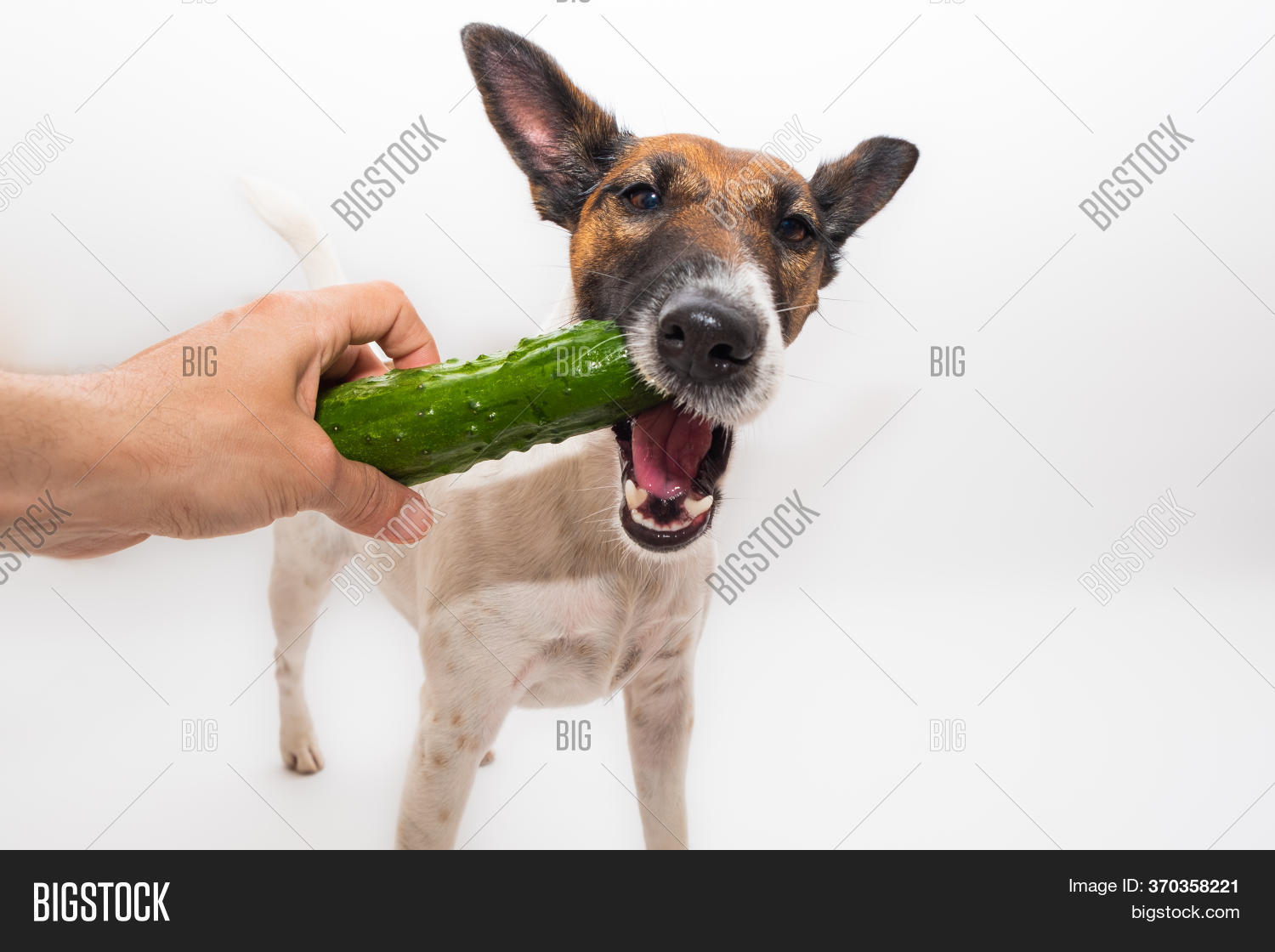 Funny Dog Chewing Image & Photo (Free Trial) | Bigstock