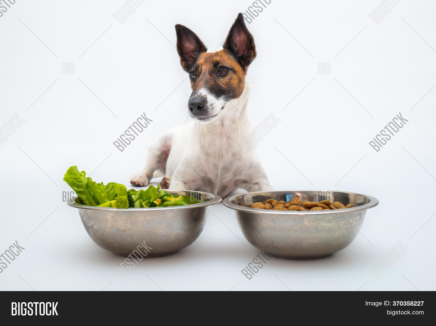 Funny Dog Two Bowls Image & Photo (Free Trial) | Bigstock