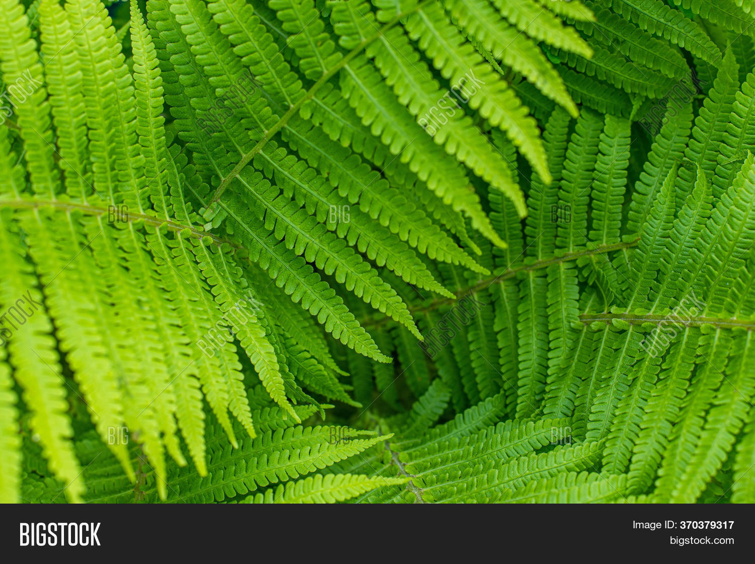 Natural Fern Textured Image & Photo (Free Trial) | Bigstock