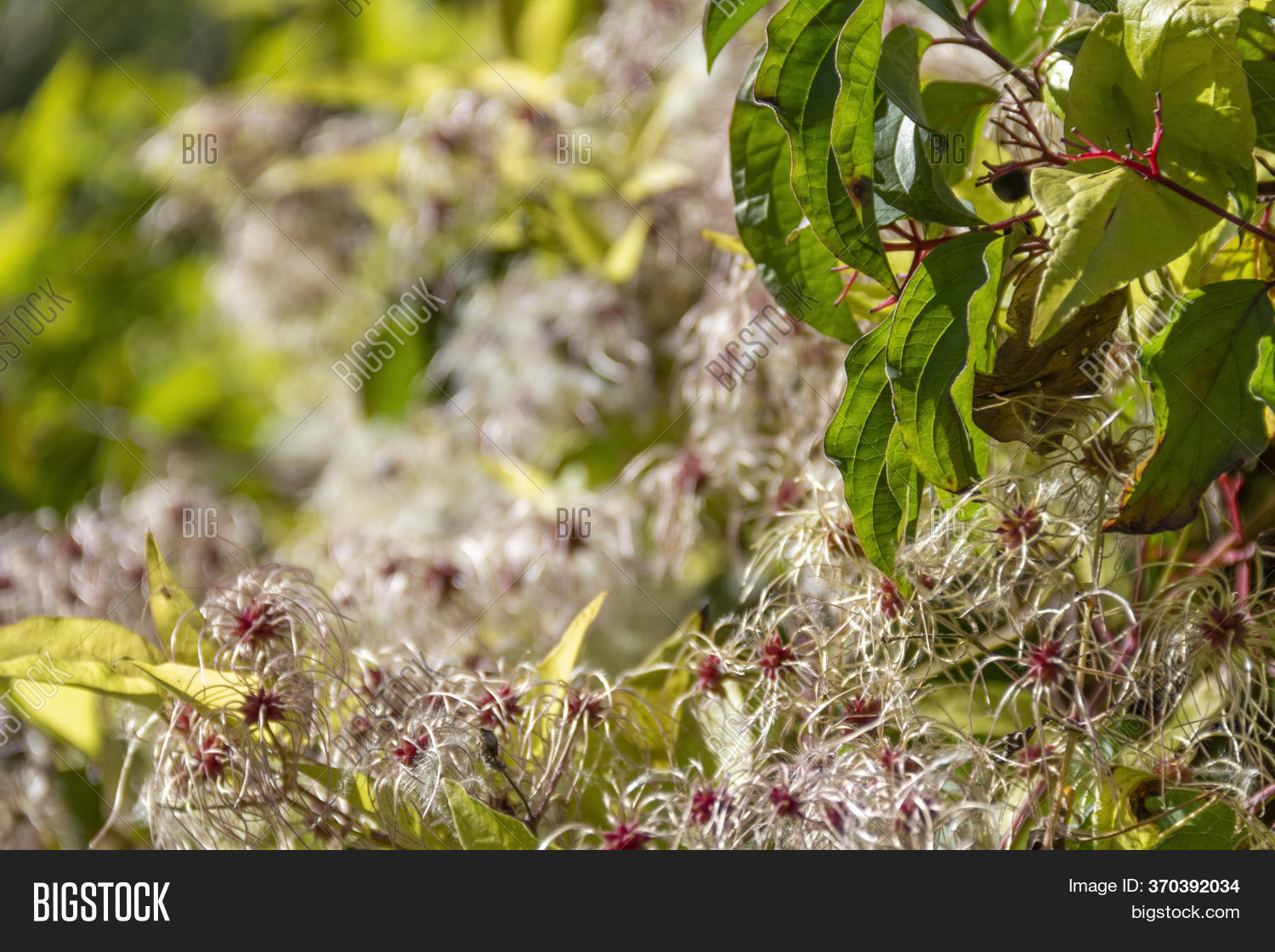 Fluffy Clematis Seeds Image & Photo (Free Trial) | Bigstock