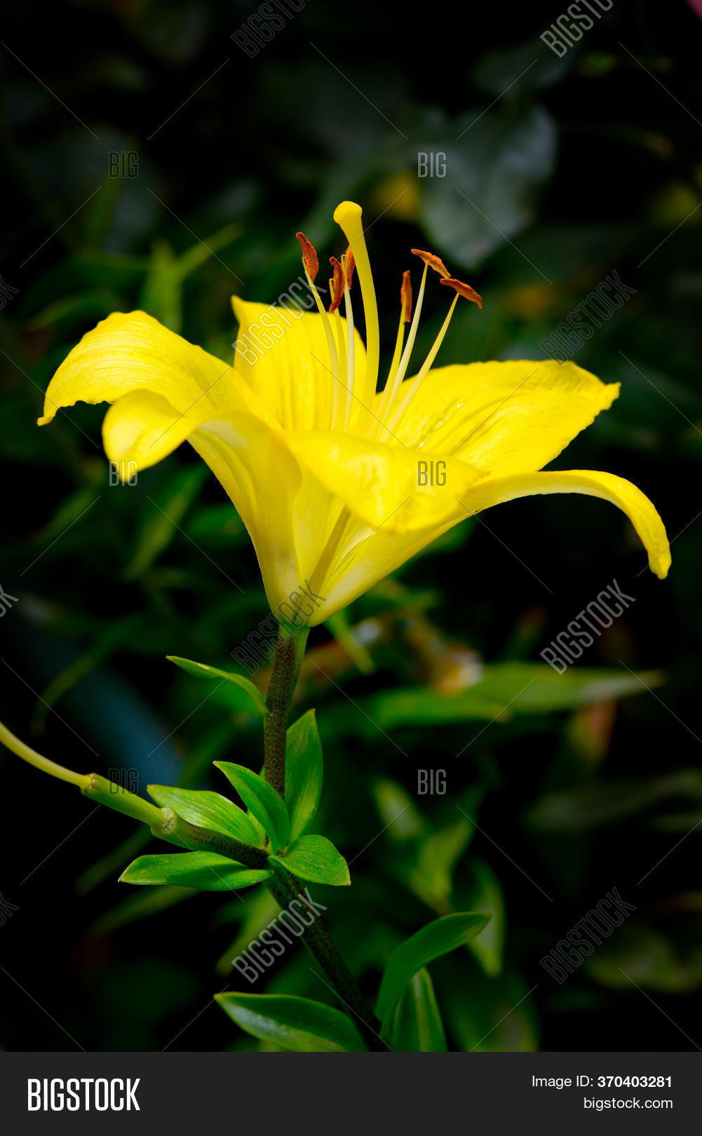 Bright Yellow Lily Image & Photo (Free Trial) | Bigstock